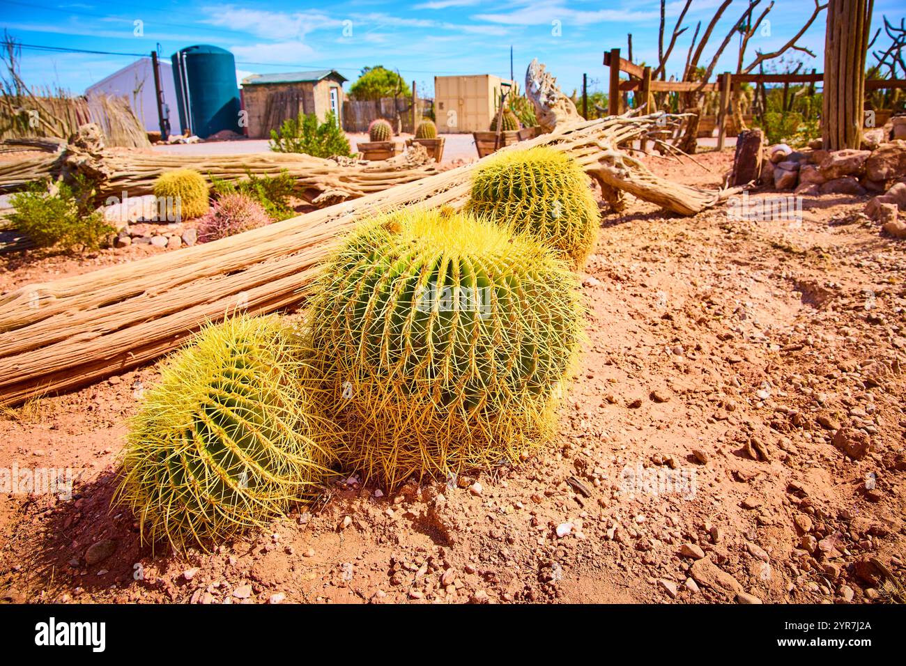 Barrel cactus in Rustic Desert Landscape Eye-Level Perspective Stock ...