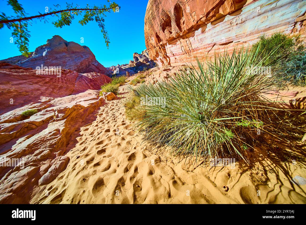 Red Rock Pathway and Desert Vegetation in Valley of Fire Eye-Level View ...