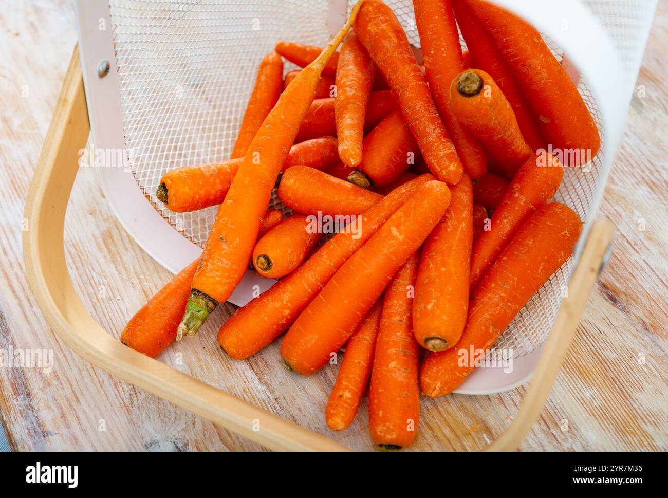 Growing carrot in bucket hi-res stock photography and images - Alamy