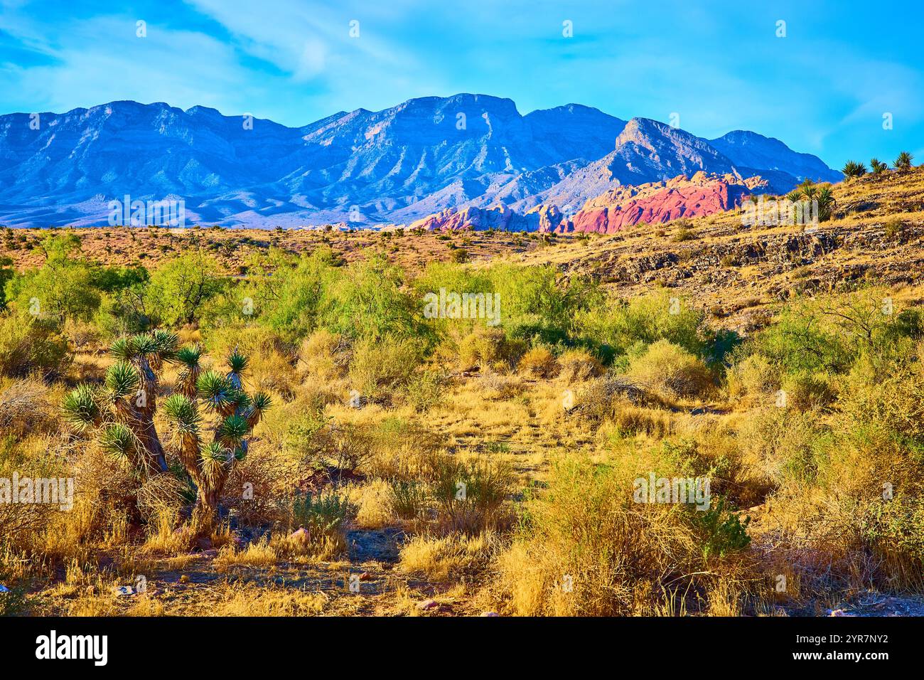 Desert Mountains and Yucca in Red Rock Canyon at Eye Level Stock Photo ...