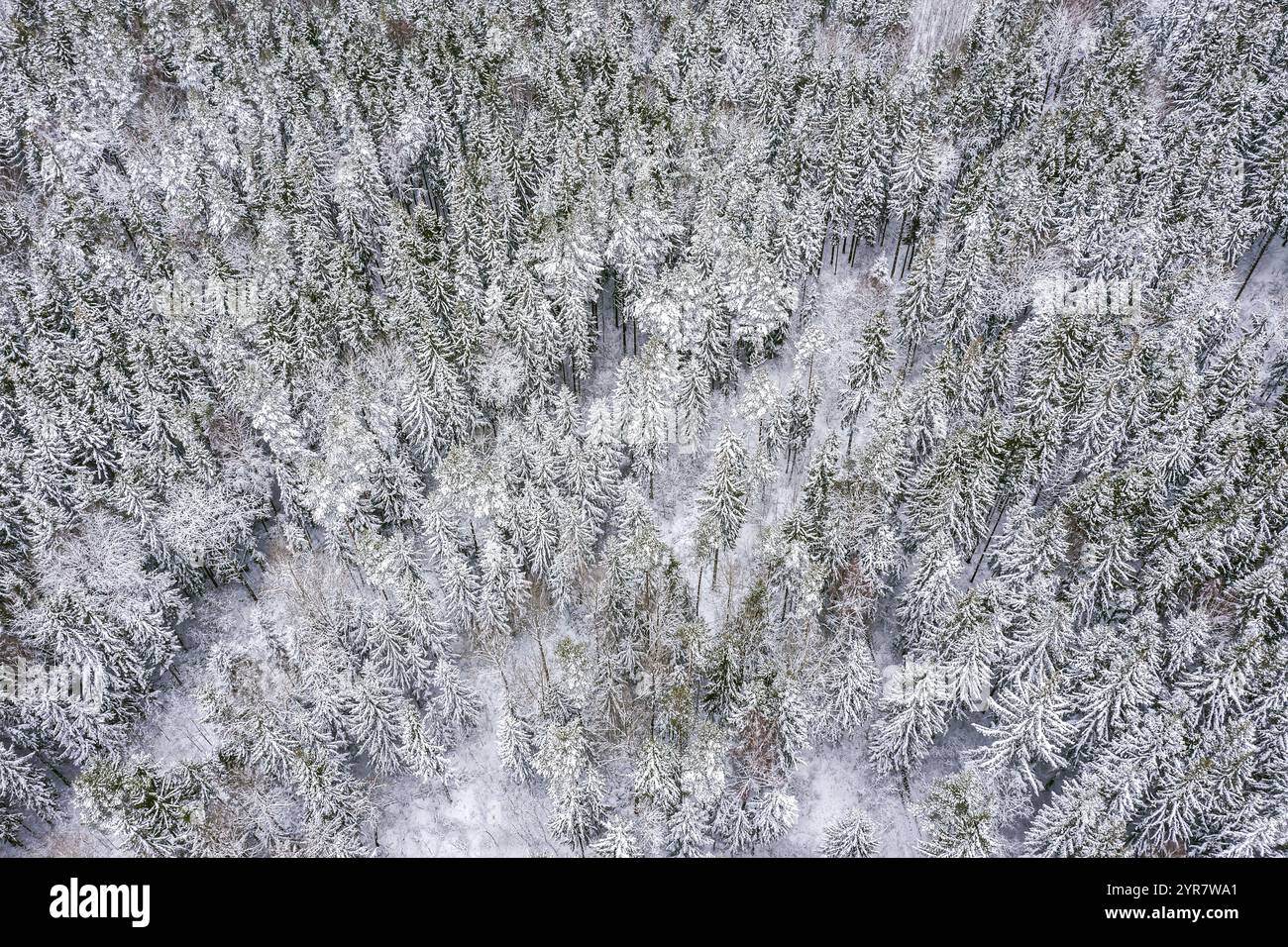 Aerial view snowy pine trees hi-res stock photography and images - Alamy