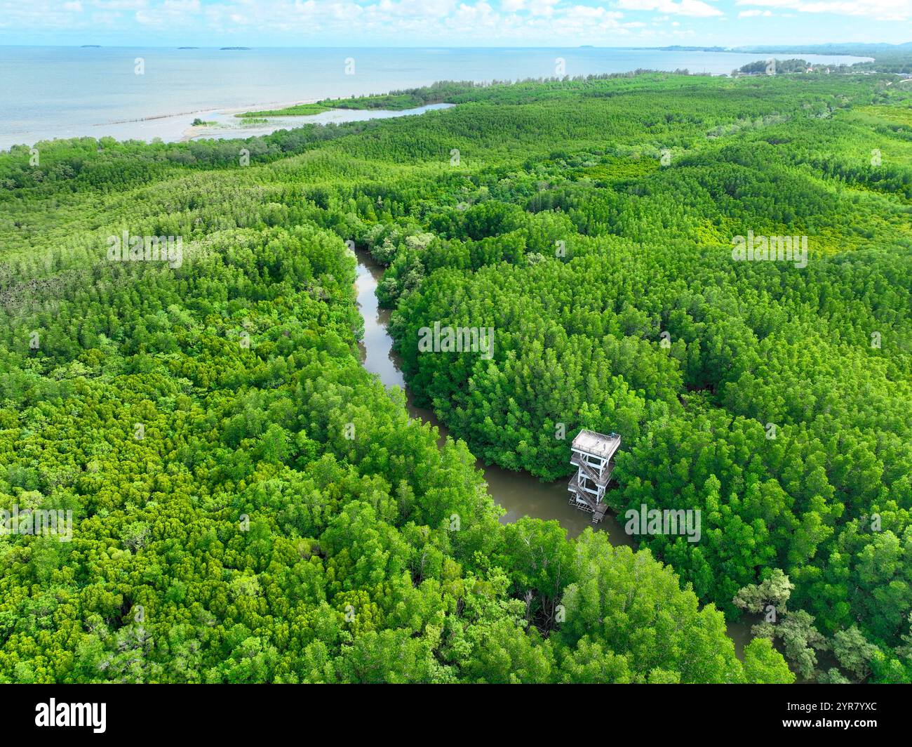 Aerial view green mangrove forest. Natural carbon sinks. Mangroves ...