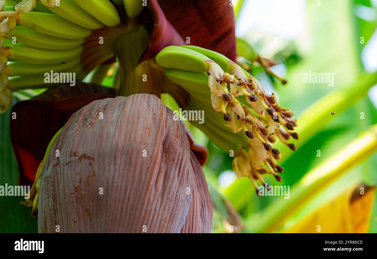 Banana blossom in a tropical garden. Sustainable plant-based raw ...
