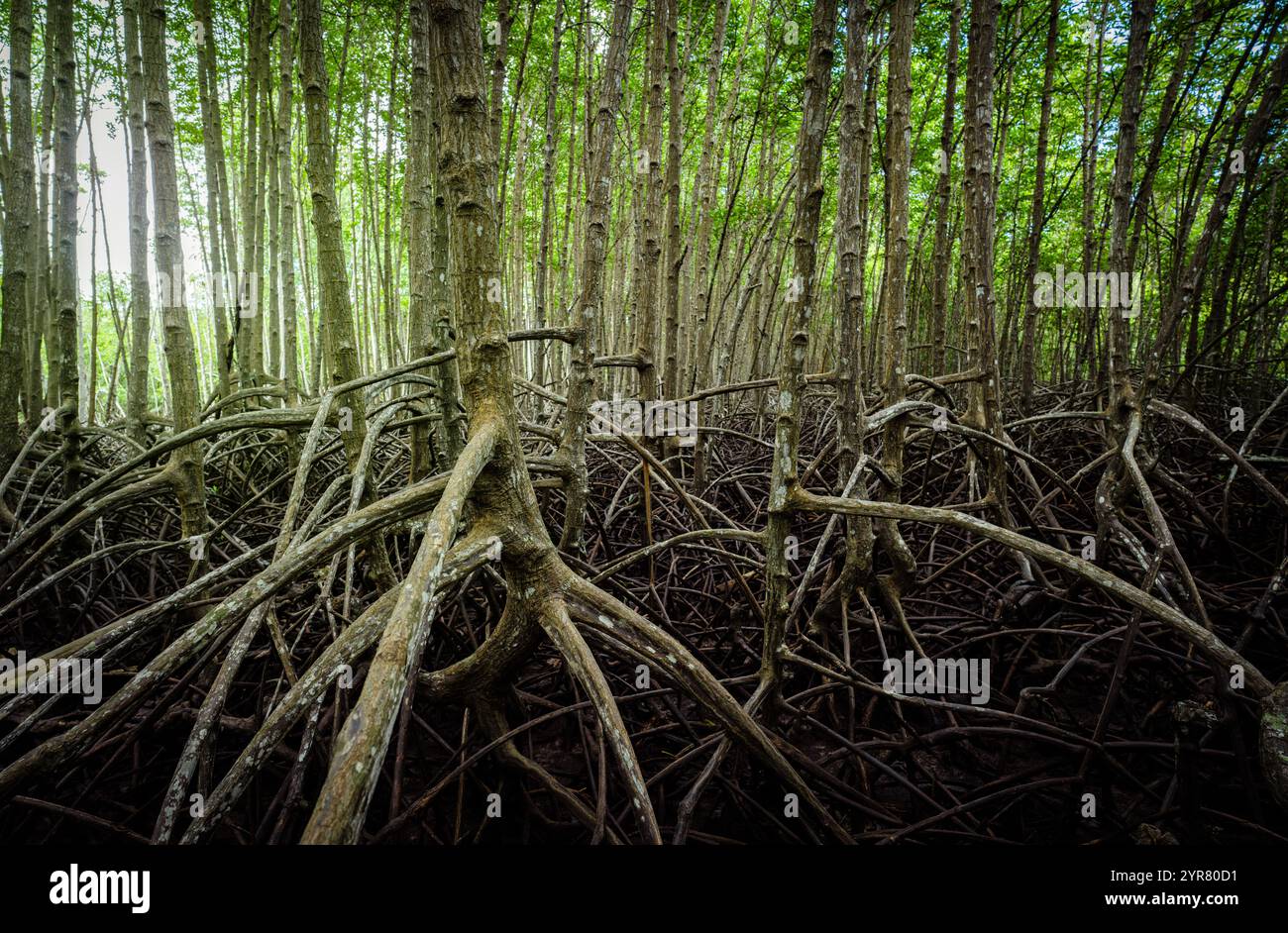 Network of tangled mangrove roots in green swamp forest. Wetland ...