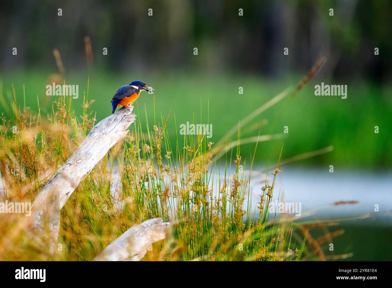 Azure kingfisher, Ceyx azureus perched on waterside branch Stock Photo ...