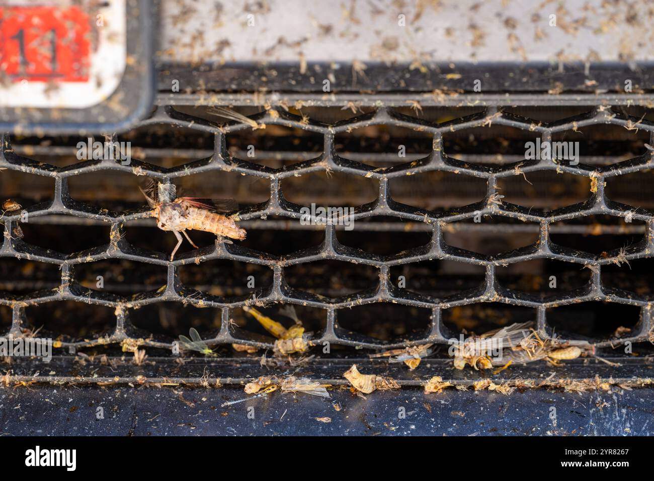 Squished and smeared dead bugs on the front grill of a vehicle Stock ...