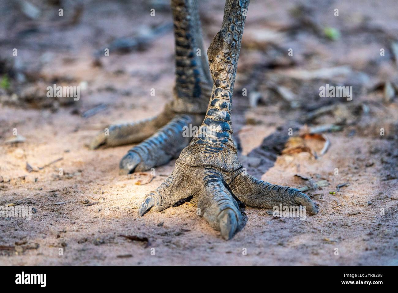 Emu feet hi-res stock photography and images - Alamy