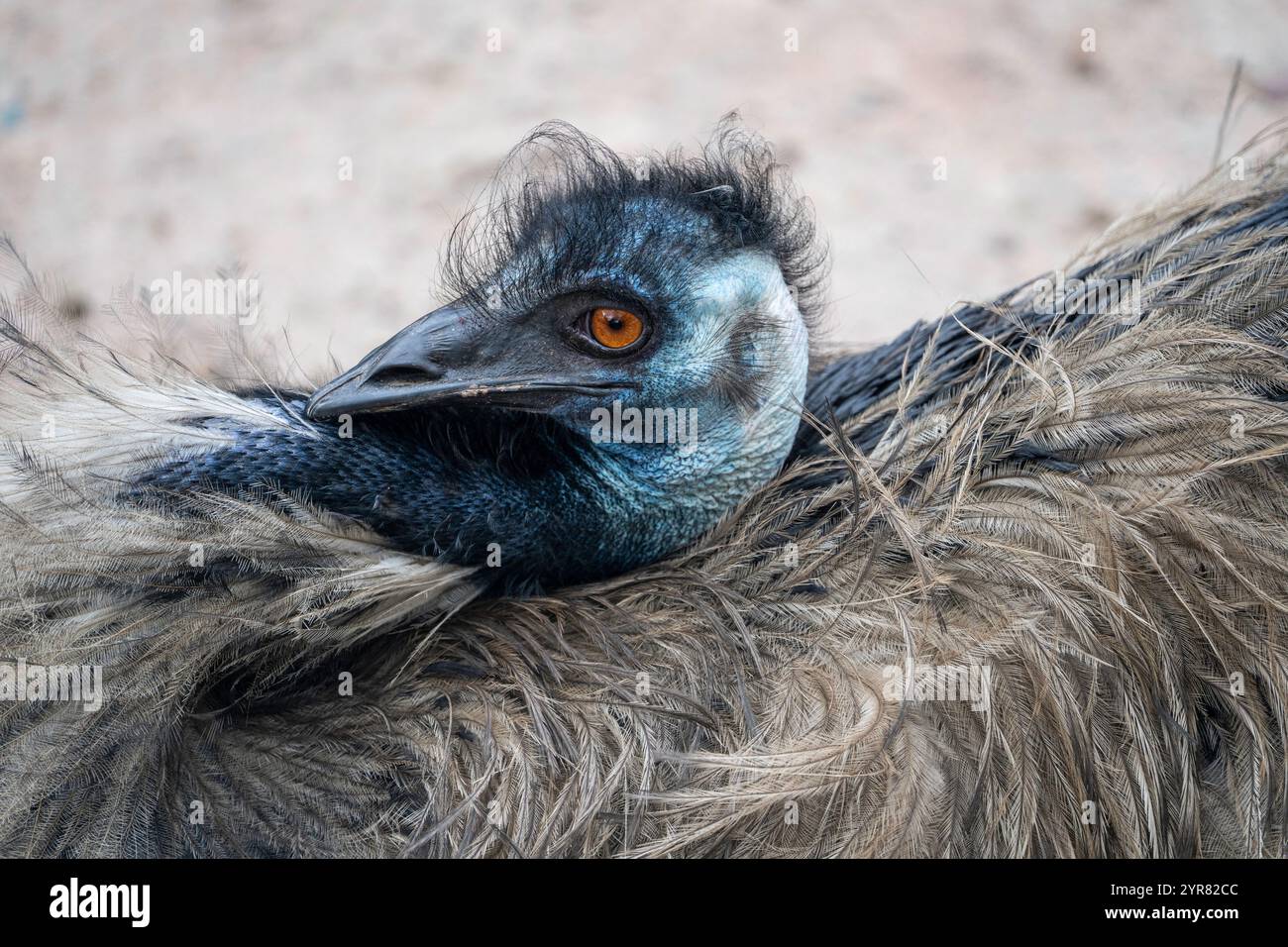 Emu closeup hi-res stock photography and images - Alamy
