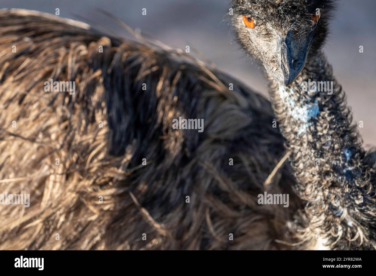 Big 4 australia hi-res stock photography and images - Alamy
