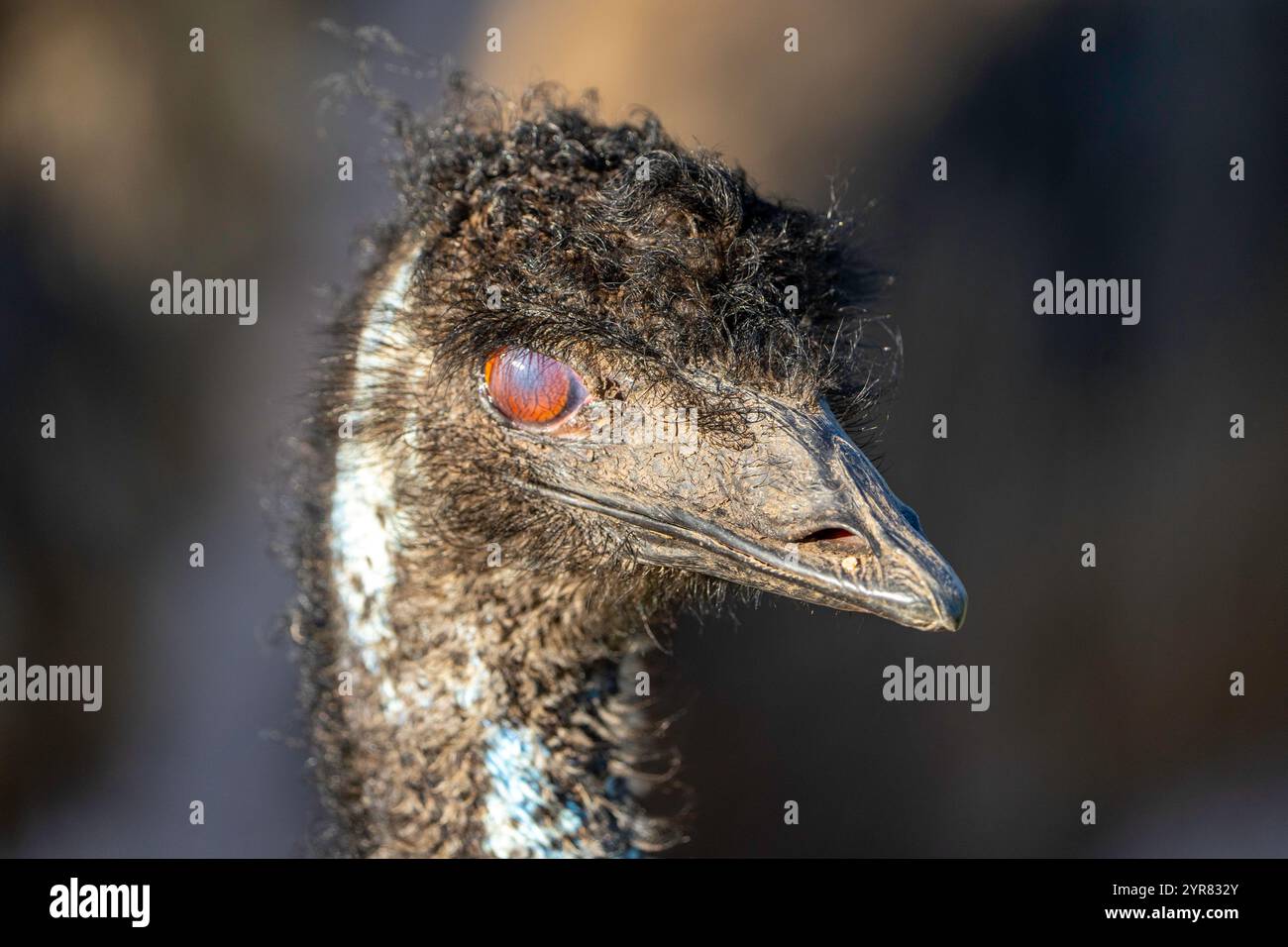 Nictitating membrane covering the eye of an emu Stock Photo - Alamy