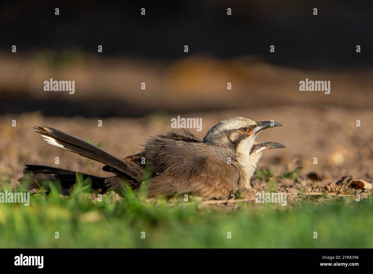 White-browed babbler (Pomatostomus superciliosus) having a dust bath to ...