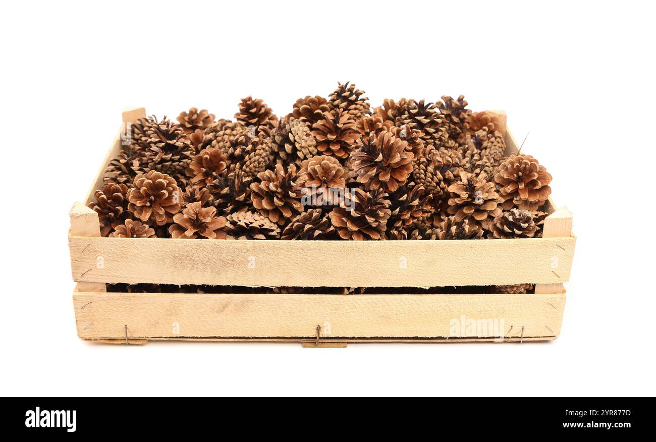 Cones in pine forest Cut Out Stock Images & Pictures - Alamy