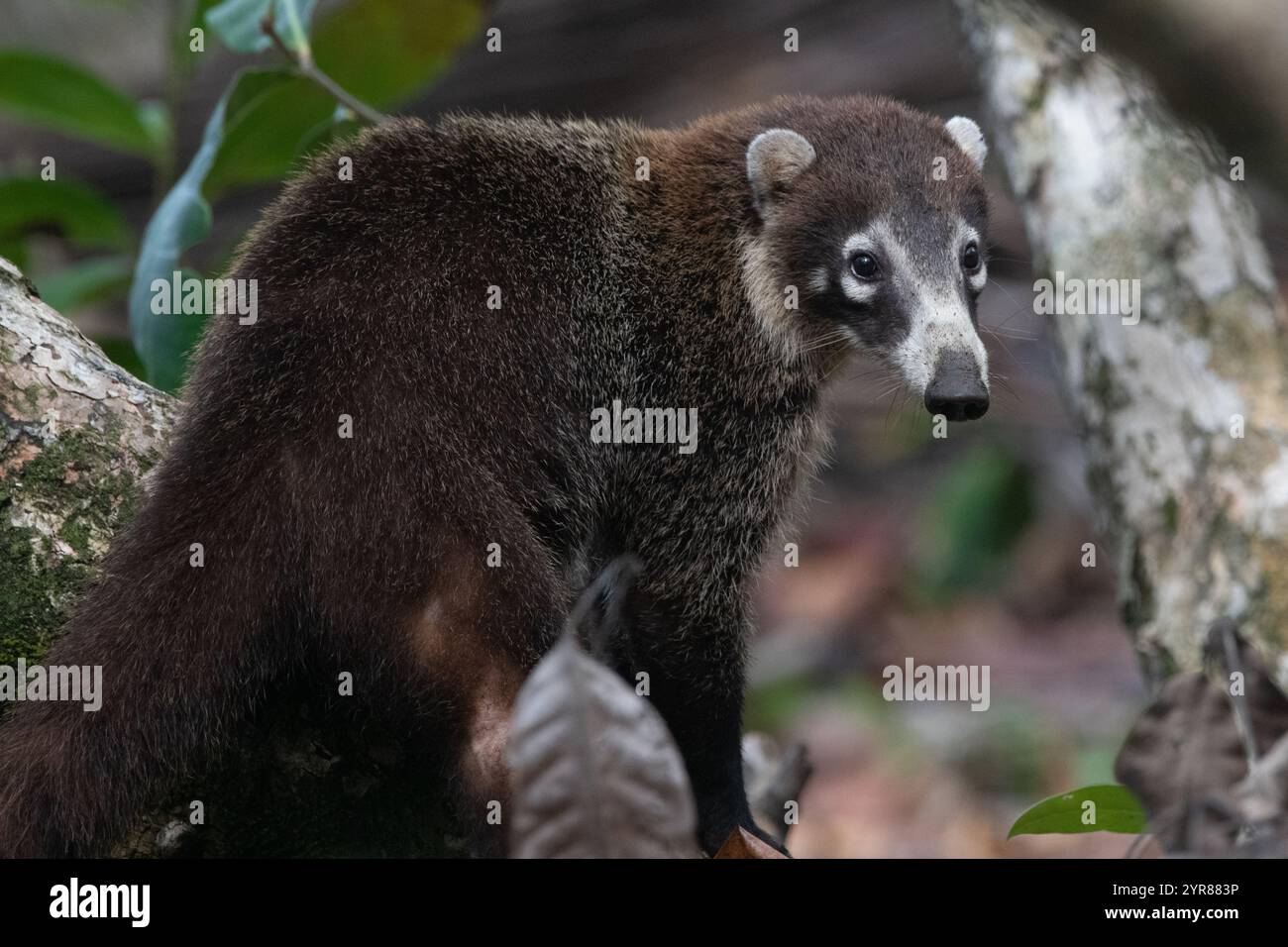 White nosed coati (Nasua narica) from Corcovado national park in the ...