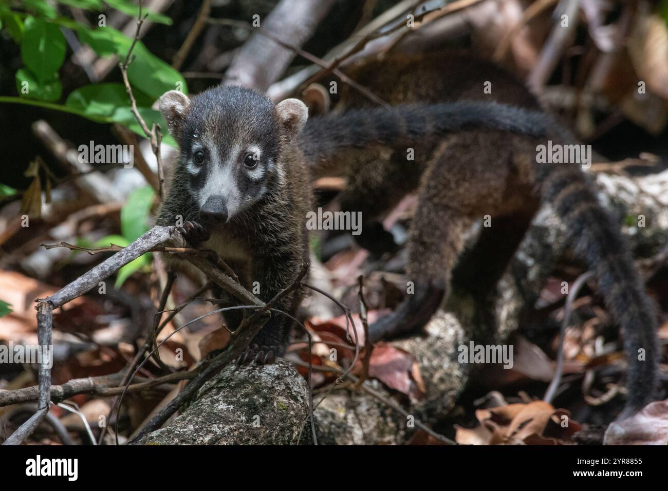 White nosed coati (Nasua narica) from Corcovado National Park in the ...