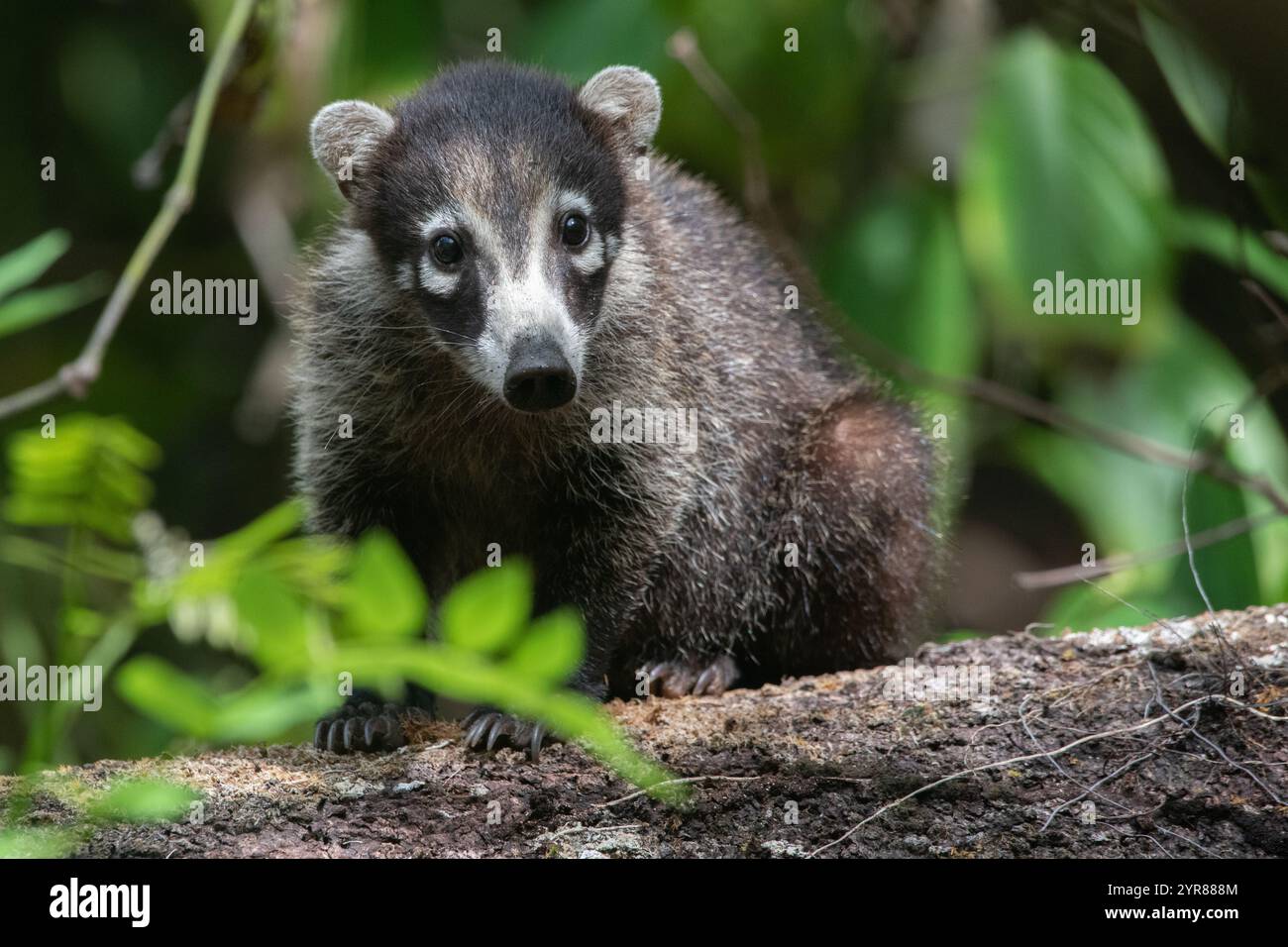 White nosed coati (Nasua narica) from Corcovado National park in the ...