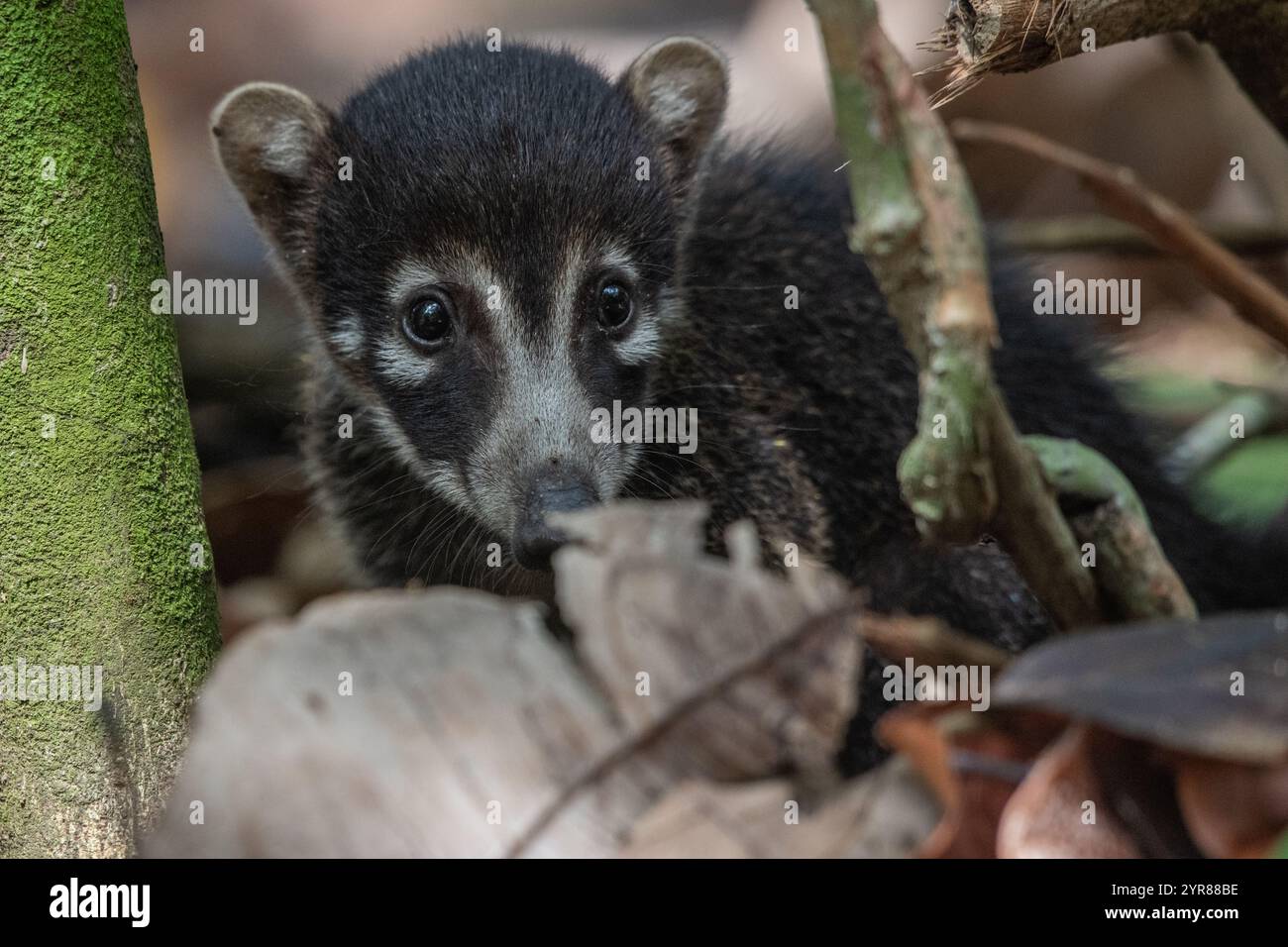 a baby White nosed coati (Nasua narica) from the Osa Peninsula in Costa ...