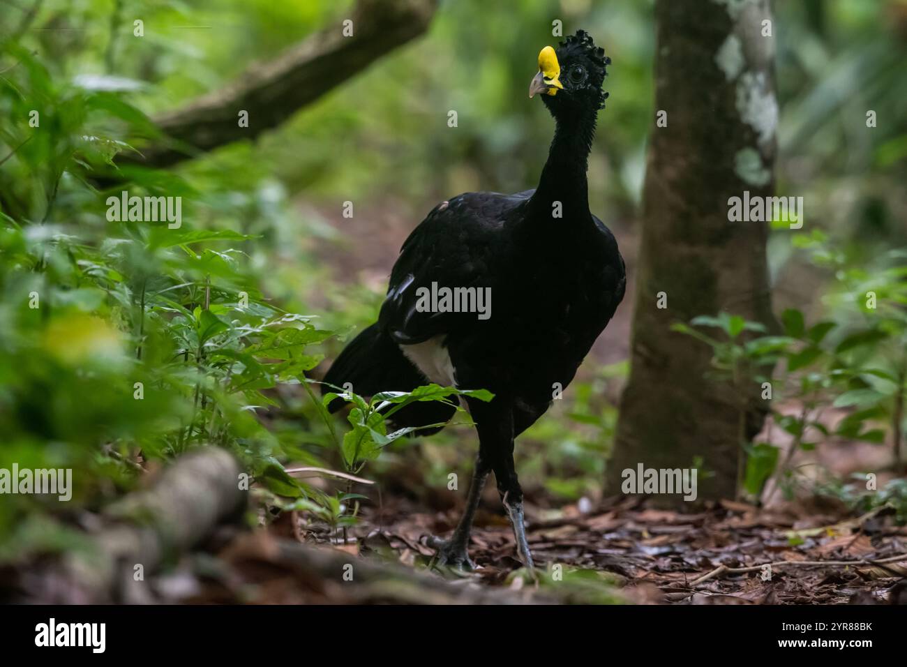 A male great curassow (Crax rubra) on the forest floor in Corcovado ...