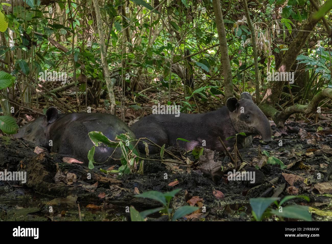 Baird's Tapirs (Tapirus bairdii) wallowing on the forest floor in ...