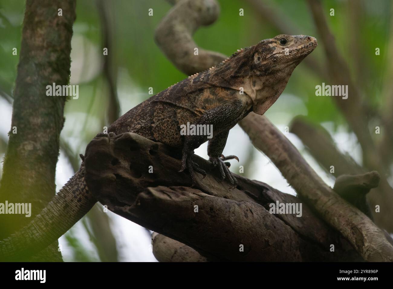 Black spiny-tailed iguana (Ctenosaura similis) from Corcovado National ...