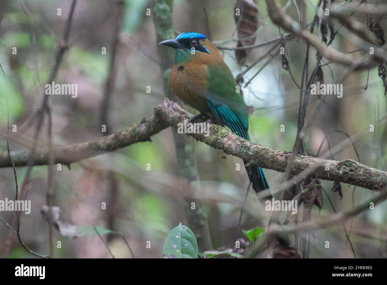 Lesson's motmot (Momotus lessonii) from Corcovado national Park in the ...