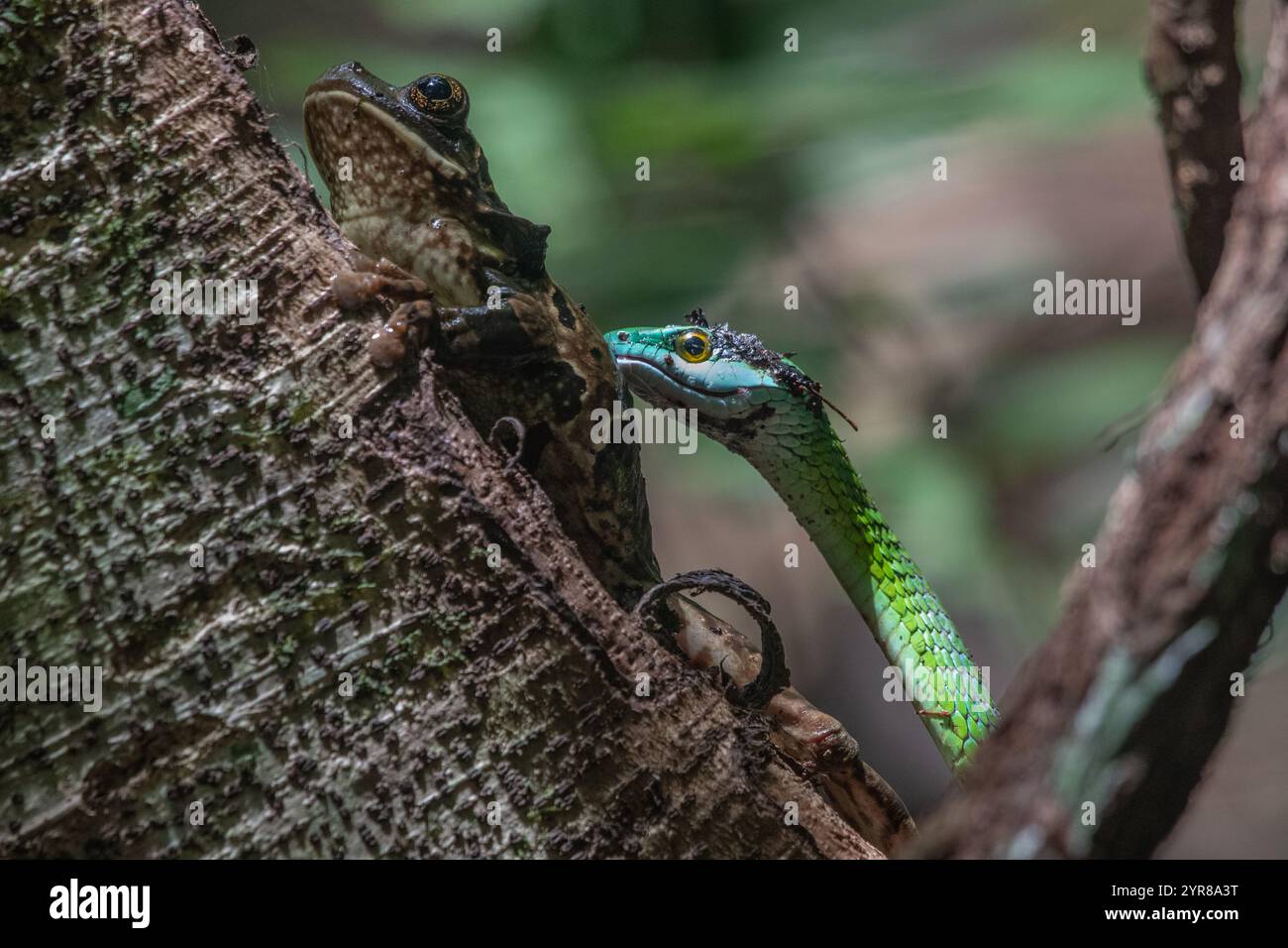 Parrot snake leptophis ahaetulla hi-res stock photography and images ...