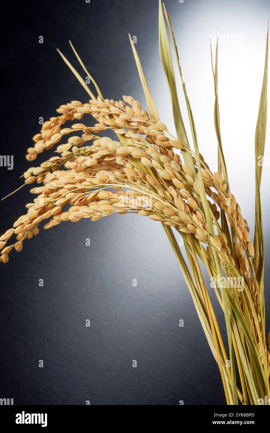 Ear of rice Stock Photo - Alamy