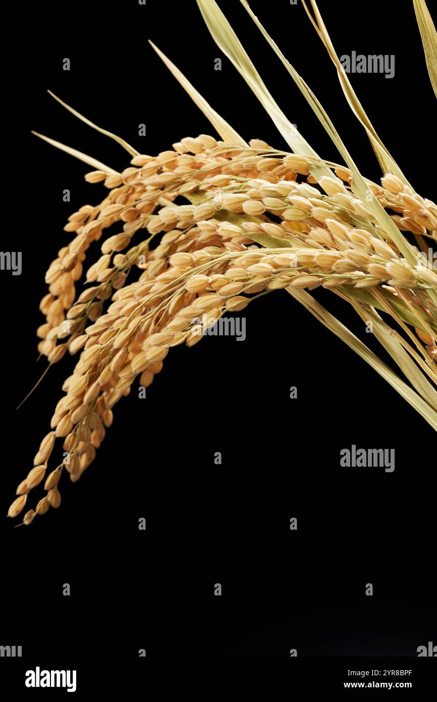 Ear of rice Stock Photo - Alamy