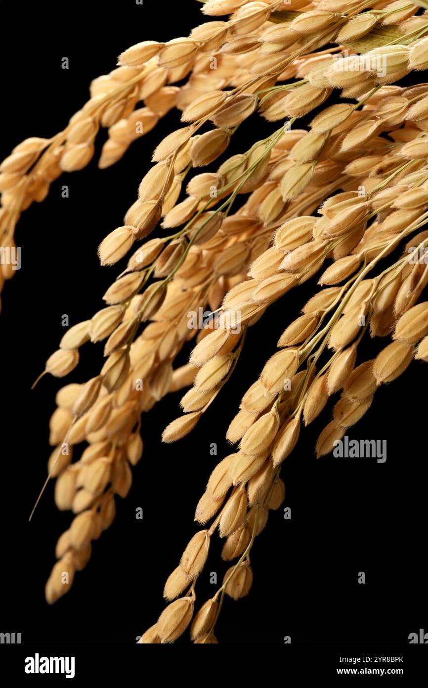 Ear of rice Stock Photo - Alamy