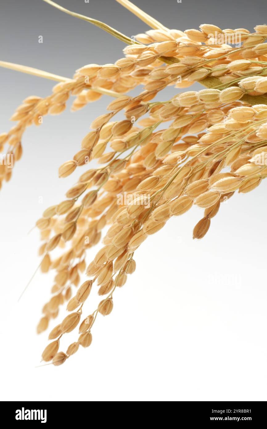 Ear of rice Stock Photo - Alamy