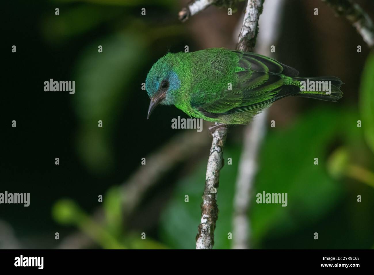 Female blue dacnis or turquoise honeycreeper (Dacnis cayana) a ...