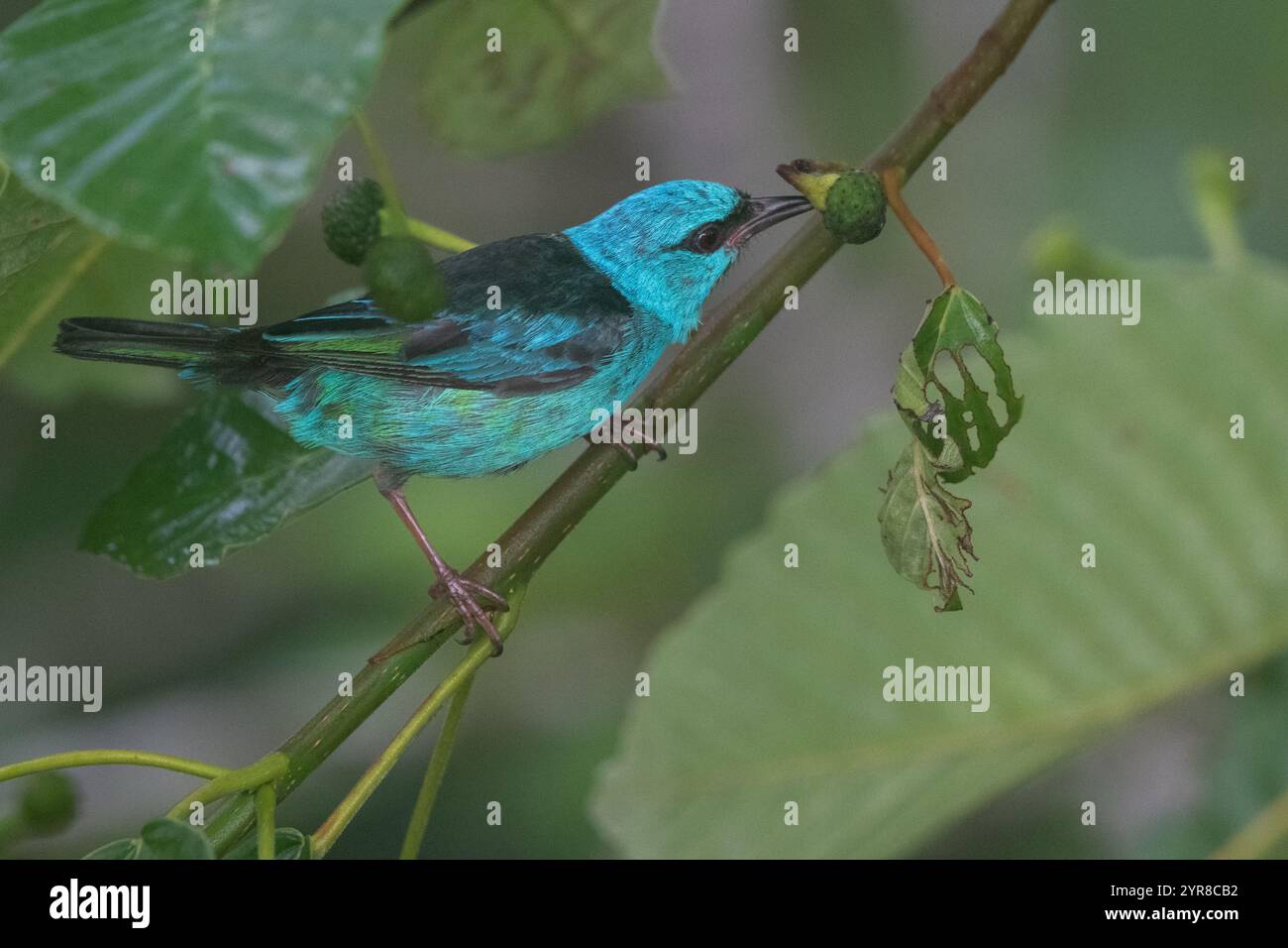 Canopy bird rainforest hi-res stock photography and images - Alamy