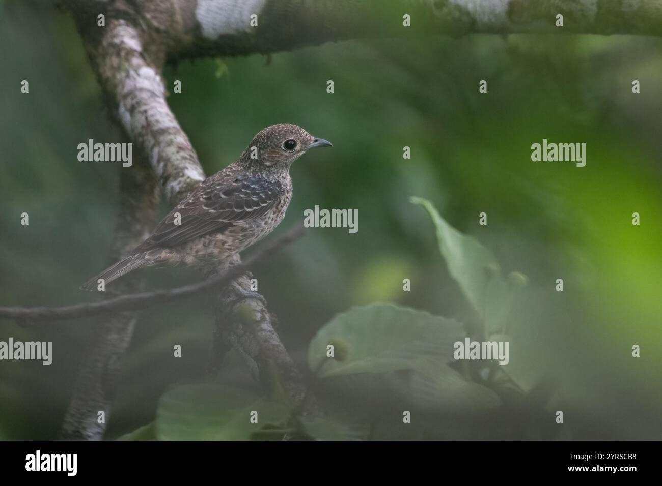 Turquoise cotinga hi-res stock photography and images - Alamy