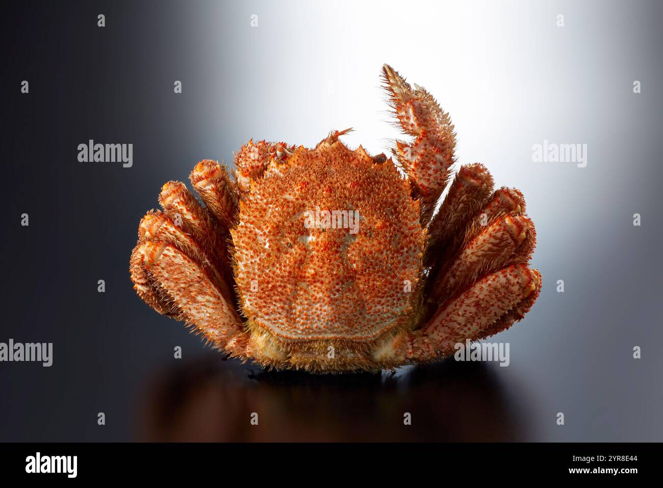 Crab scissors hi-res stock photography and images - Alamy