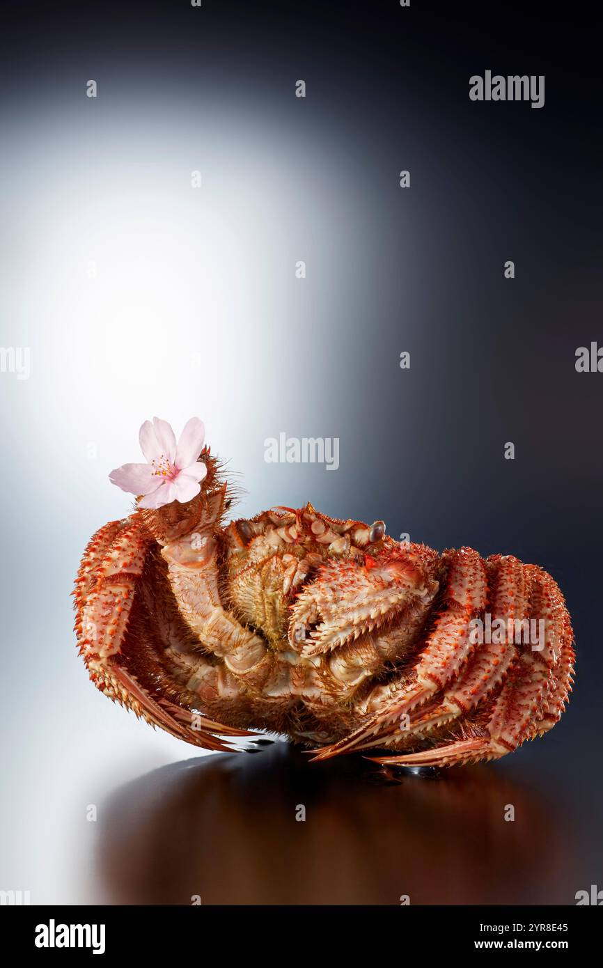 Hair crab with cherry blossom (hair crab Stock Photo - Alamy