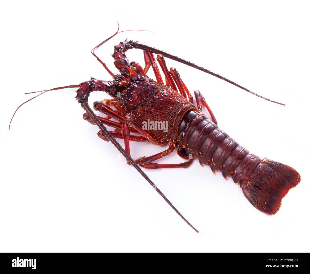 Lobster back hi-res stock photography and images - Alamy