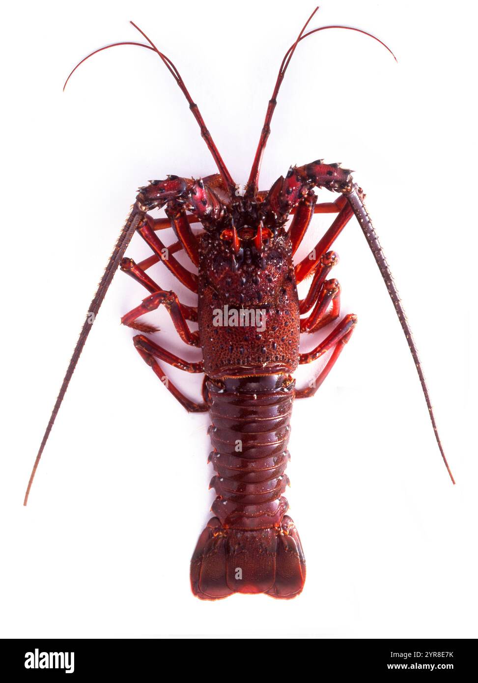 Ise Cut Out Stock Images & Pictures - Alamy