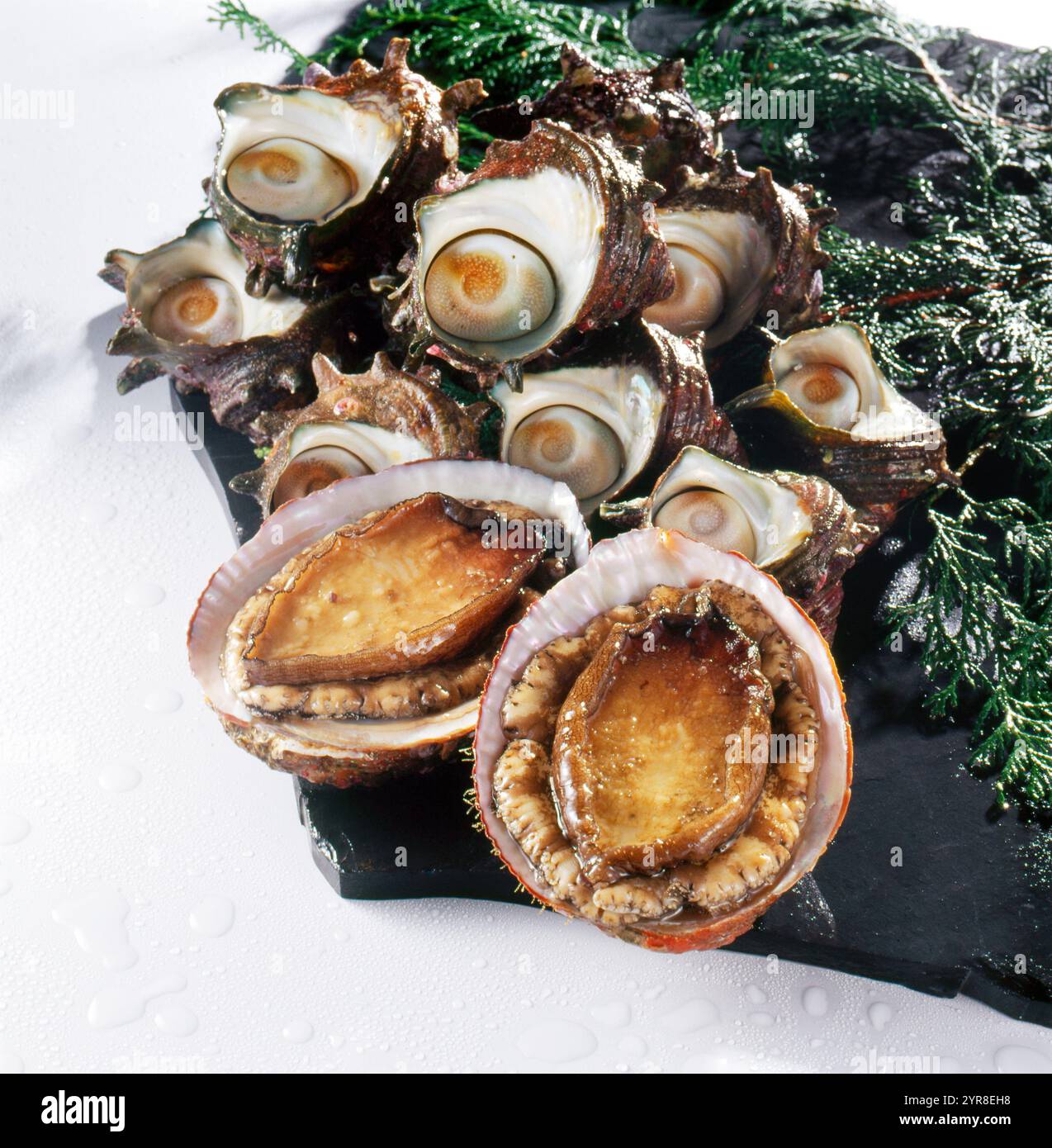 Abalone and turban shell Stock Photo - Alamy