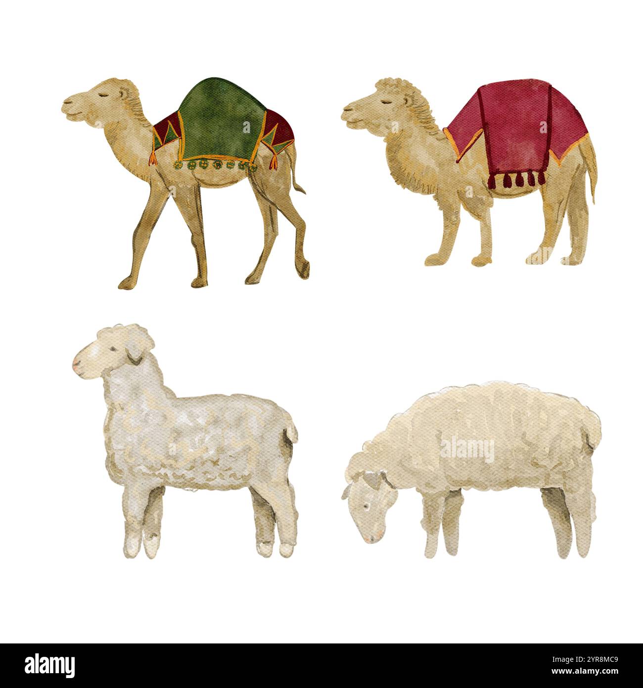 Camel with saddle blanket and sheep watercolor illustration set. Hand ...