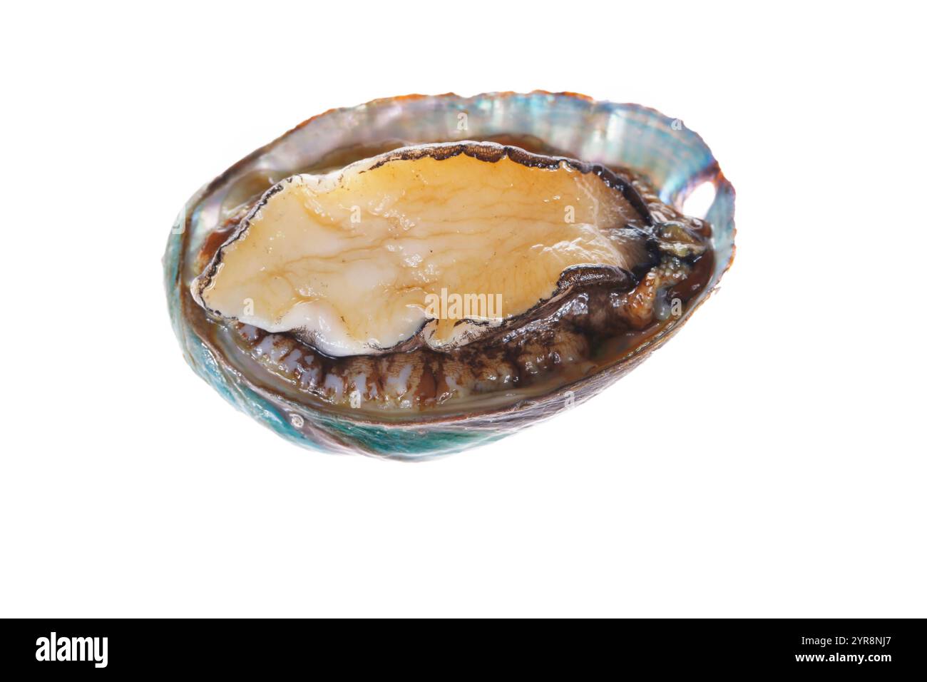 Abalone shellfish on a white background, delicious Stock Photo - Alamy