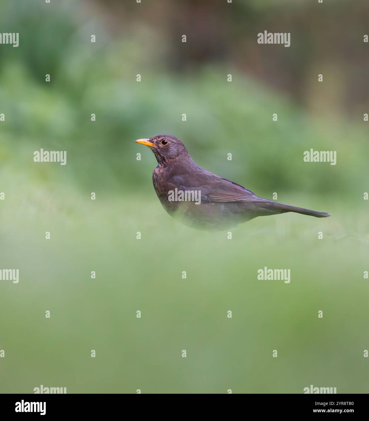 Blackbird [ Turdus merula ] Feale bird on lawn Stock Photo - Alamy