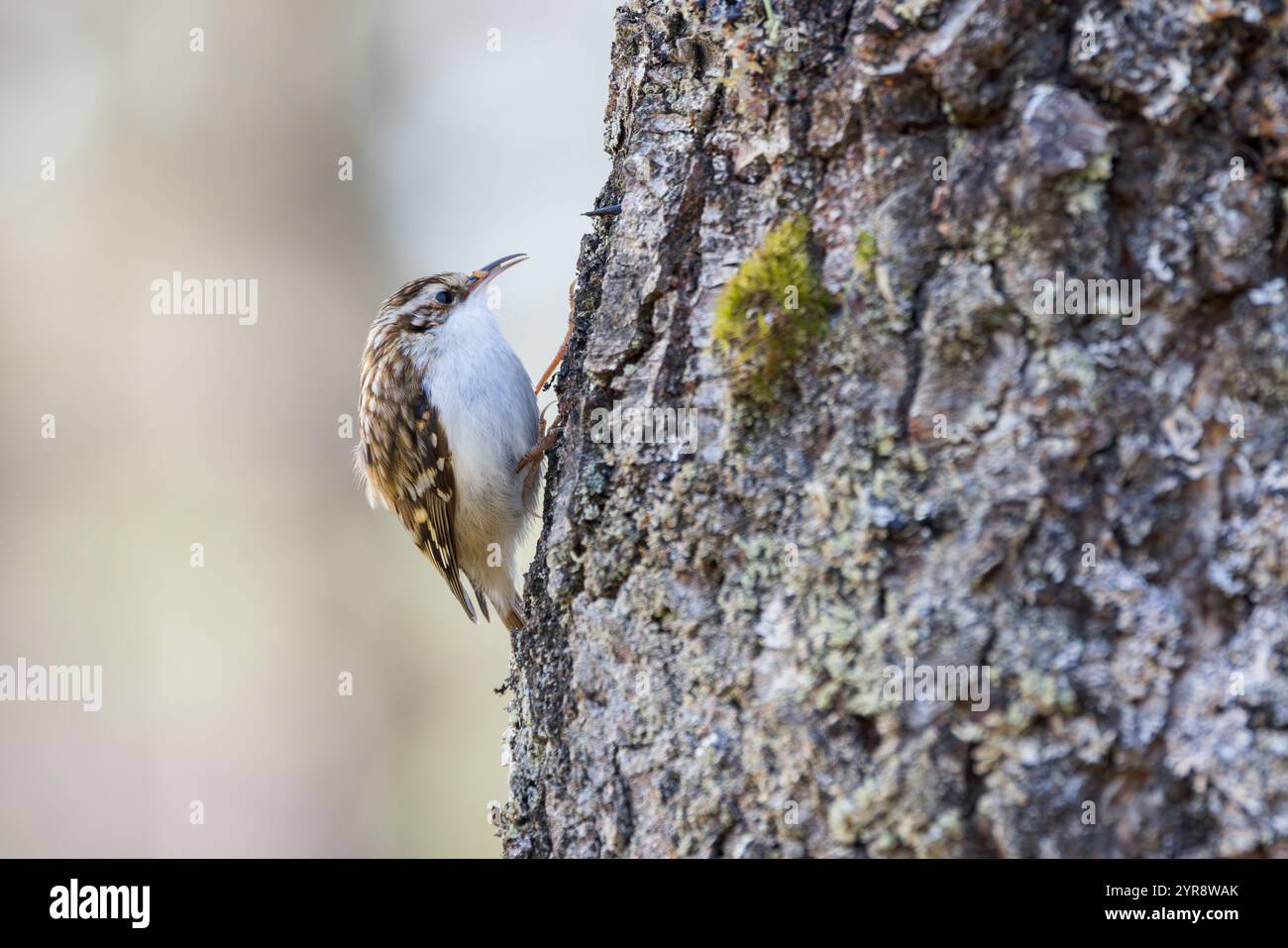 tree creeper [ Certhia Familiaris ] on pine tree with small grub in its ...