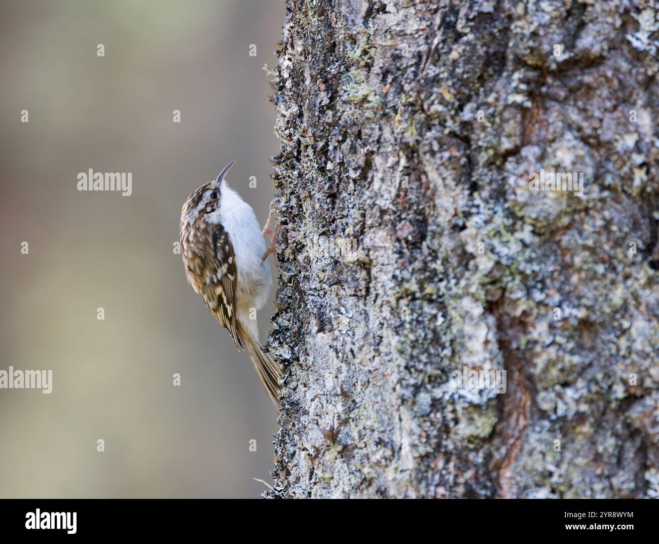 Tree creeper [ Certhia Familiaris ] on pine tree Stock Photo - Alamy