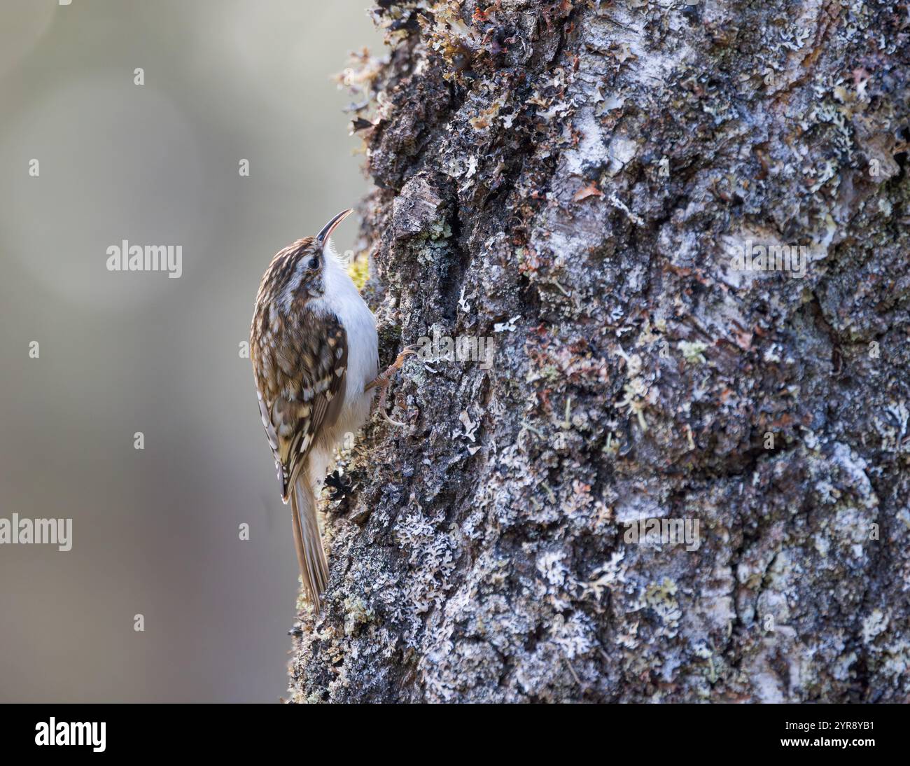Tree creeper [ Certhia Familiaris ] on pine tree Stock Photo - Alamy