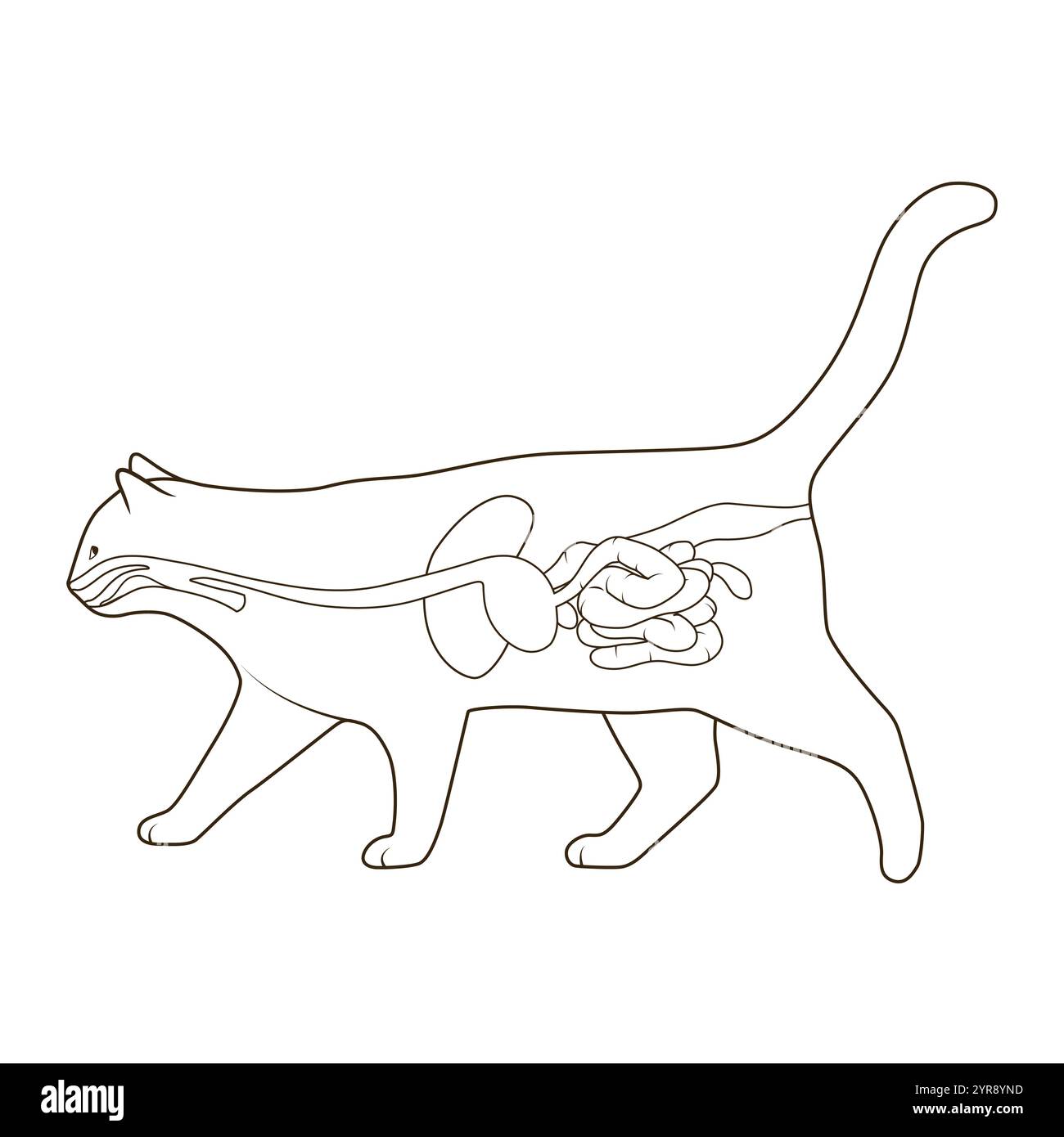Digestive system of the cat vector illustration Stock Vector Image ...