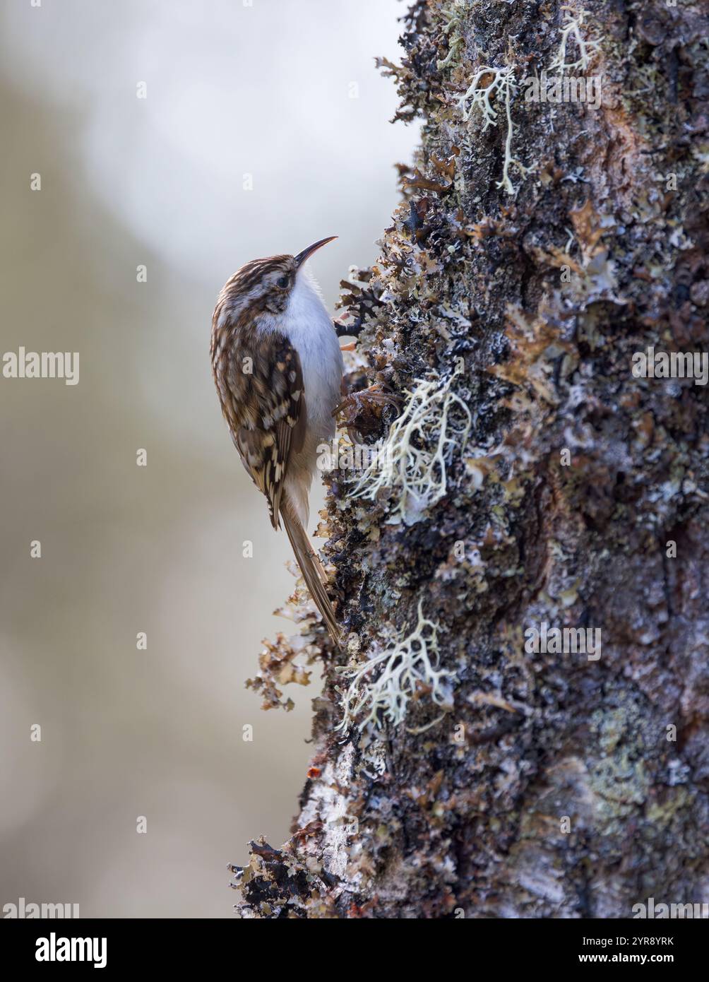 Tree creeper [ Certhia Familiaris ] on pine tree Stock Photo - Alamy