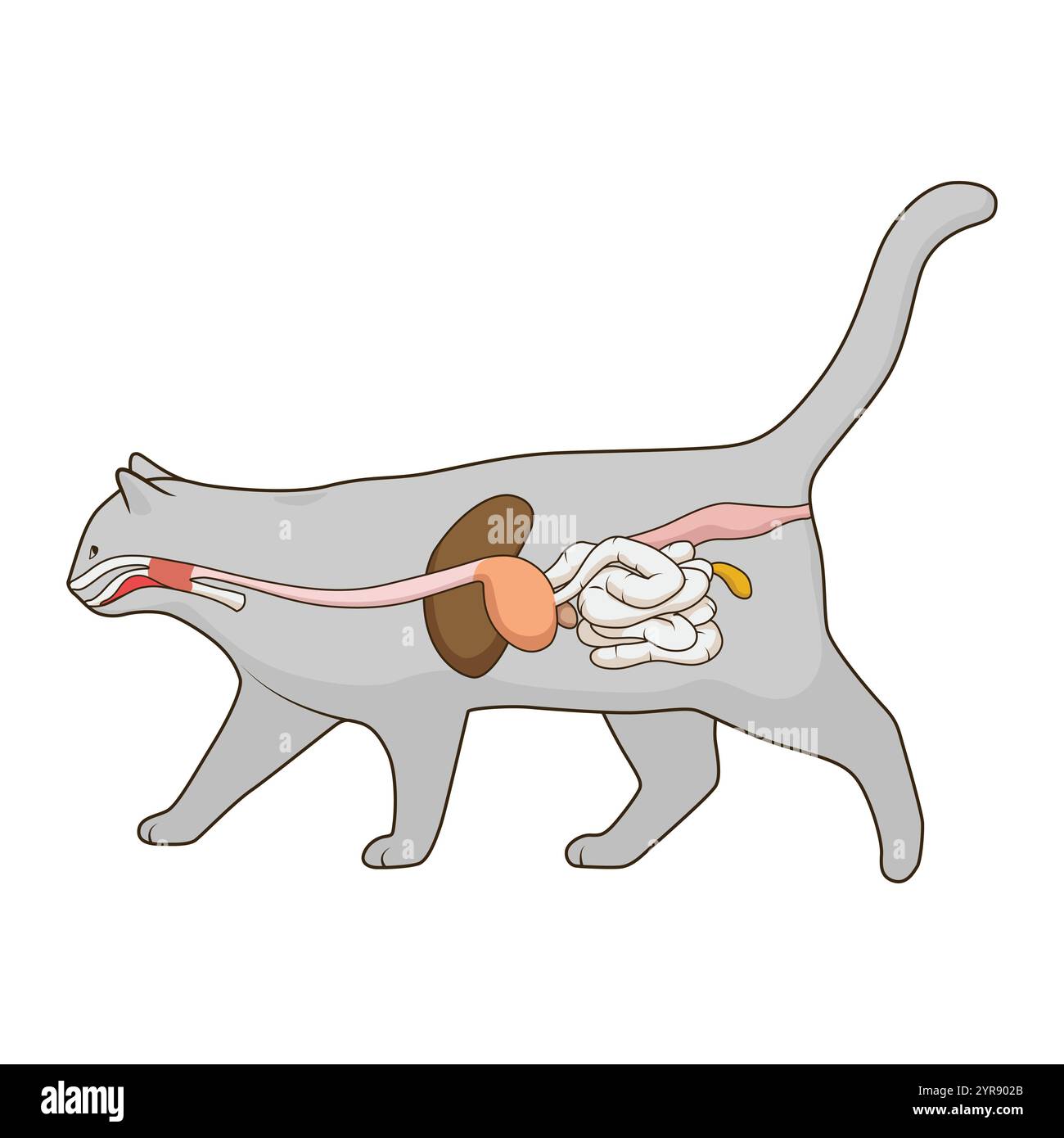 Digestive system drawing Stock Vector Images - Alamy