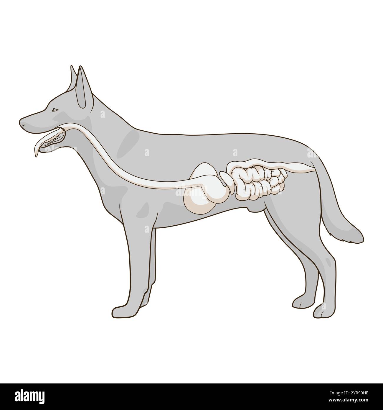 Dog digestive system hi-res stock photography and images - Alamy