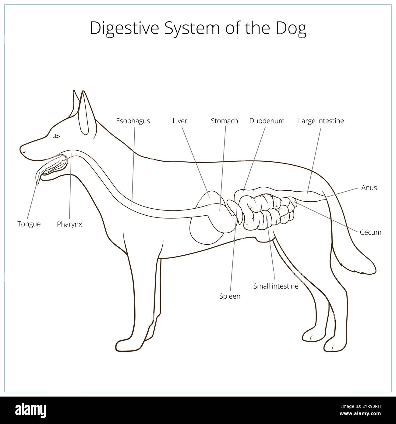Dog digestive system hi-res stock photography and images - Alamy