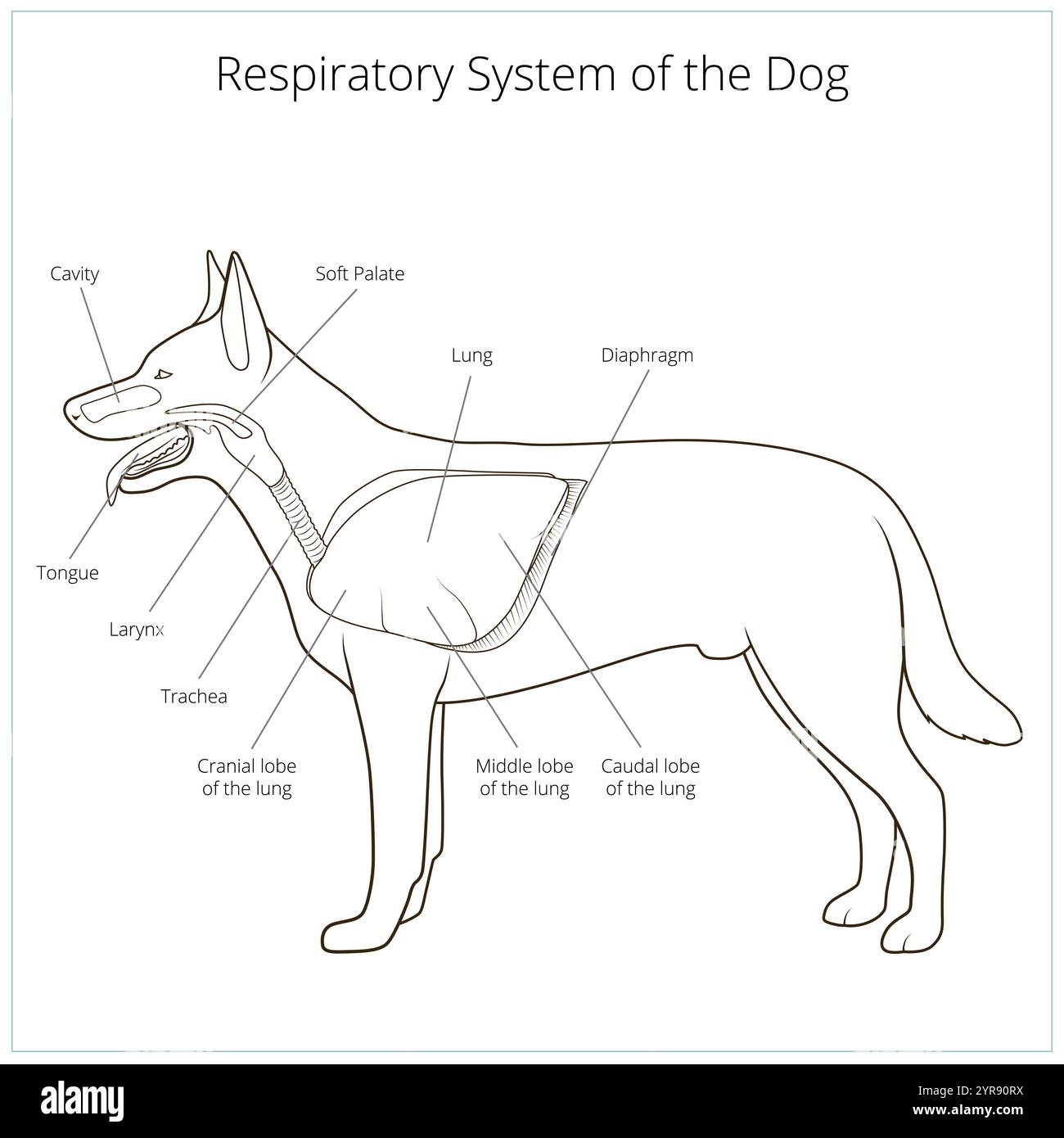 Dog respiratory system hi-res stock photography and images - Alamy