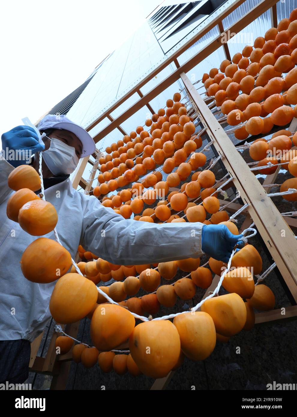 Lots of Dried persimmon (Anpo-gaki in Japanese) are hung for drying at ...